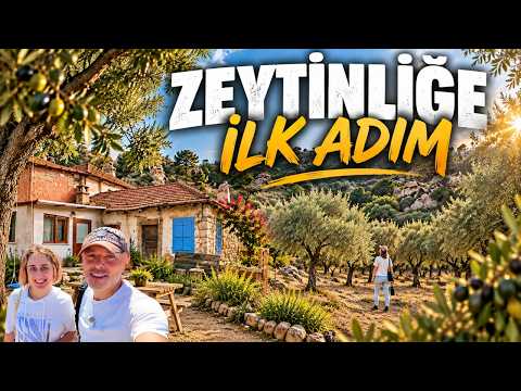 Köyde Bedavadan Zeytinliğimiz Oldu | Muğla'da Köy Hayatı