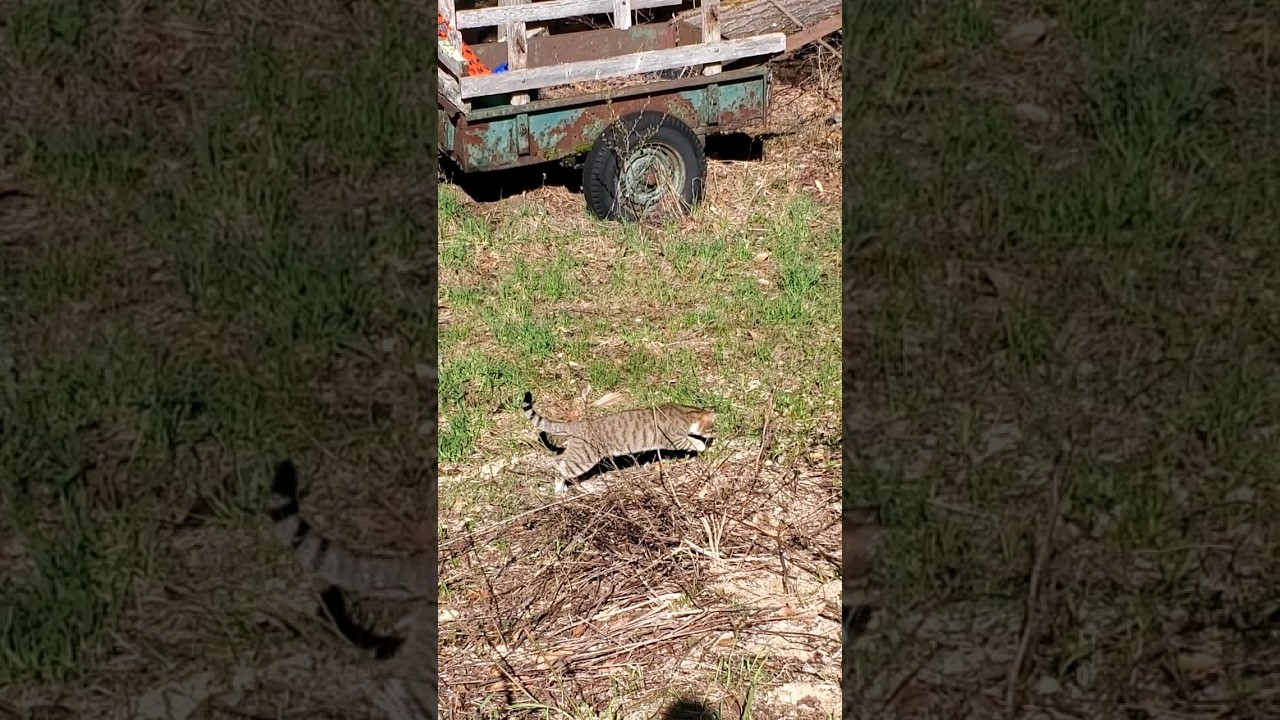 Basil chasing a bug - YouTube