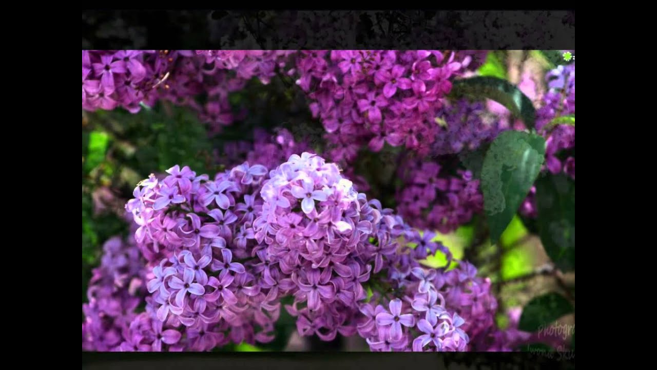 ZAPACH BZU..mwv,, SEKRET ,,, - YouTube