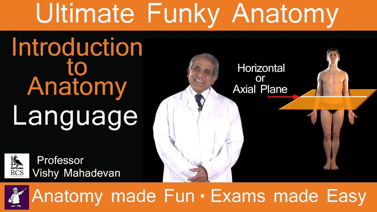 Introduction To The Language Of Anatomy Perfect For Beginners YouTube Introduction To The Language Of Anatomy Perfect For Beginners YouTube
