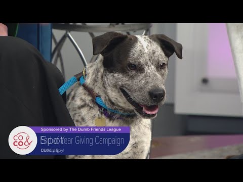 Dumb Friends League - Meet 'Spot'! - YouTube
