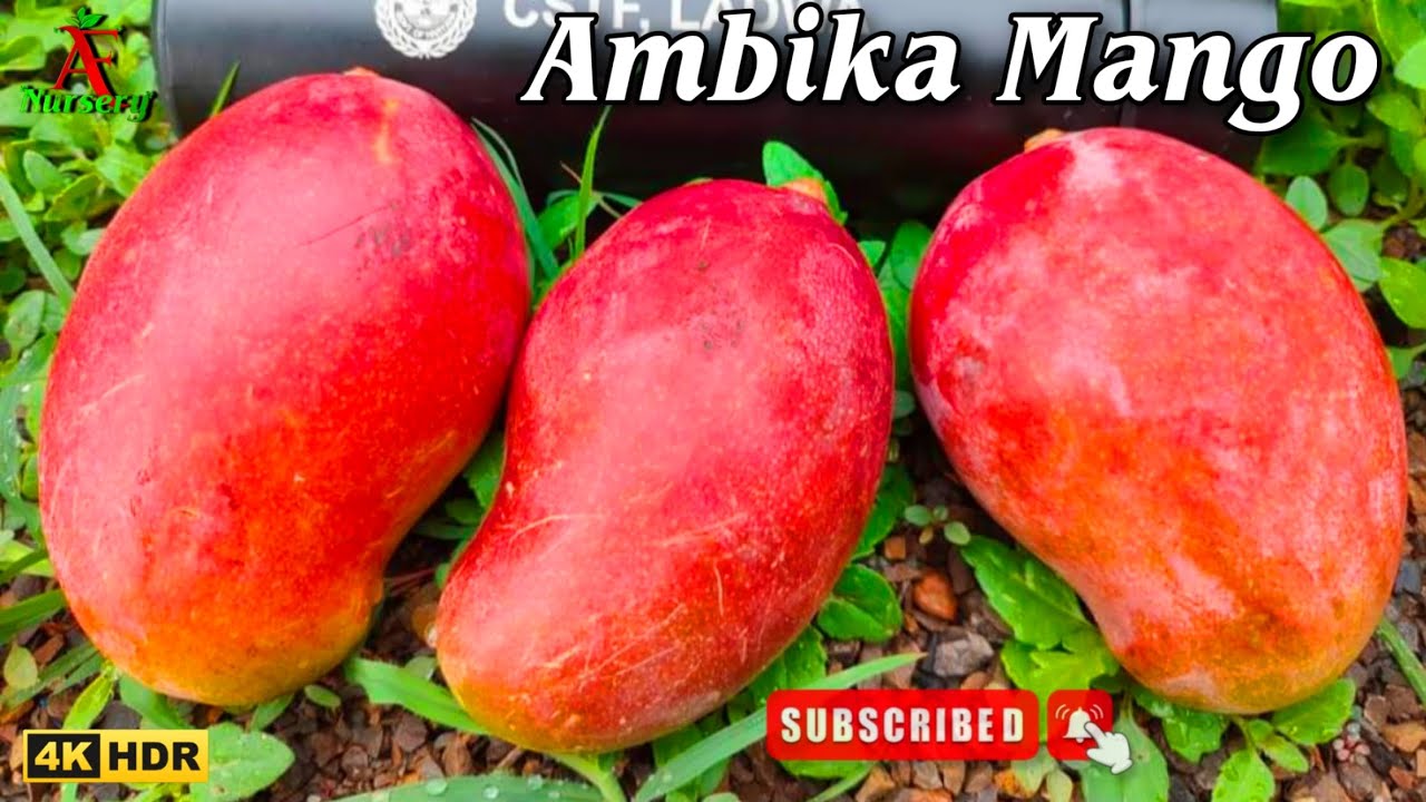 Ambika Mango Farming in india red Mango Farming in India - YouTube