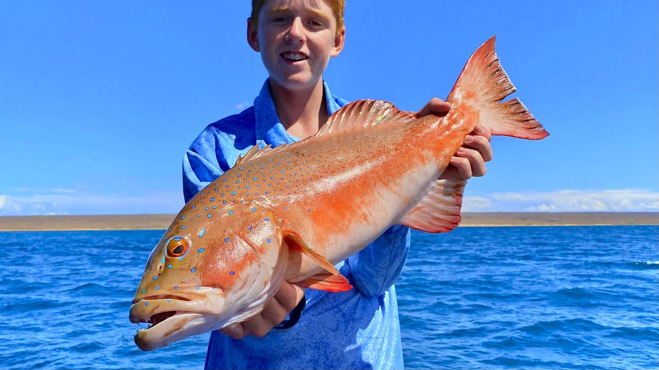 Big CORAL TROUT In The Bluest Water EVER!! - Episode 4 THE NORTHERN ...