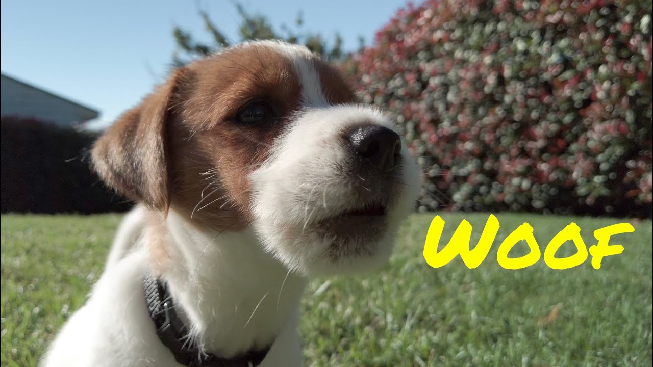 Cute Puppy Barking 🐶😂🤣 Funny - YouTube