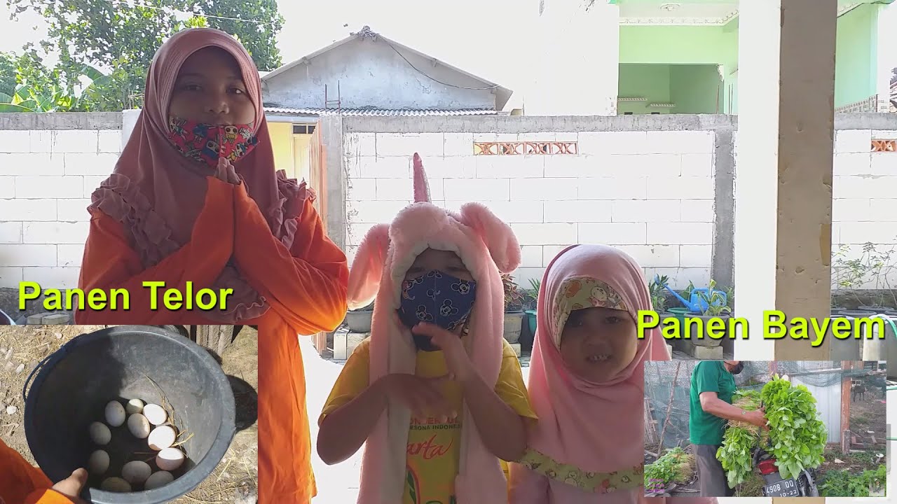 Bermain di kebun Dan Panen Bayem 🍀🍀 - YouTube