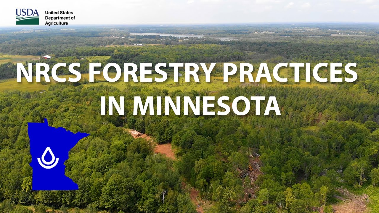 NRCS Forestry Practices in Minnesota - YouTube