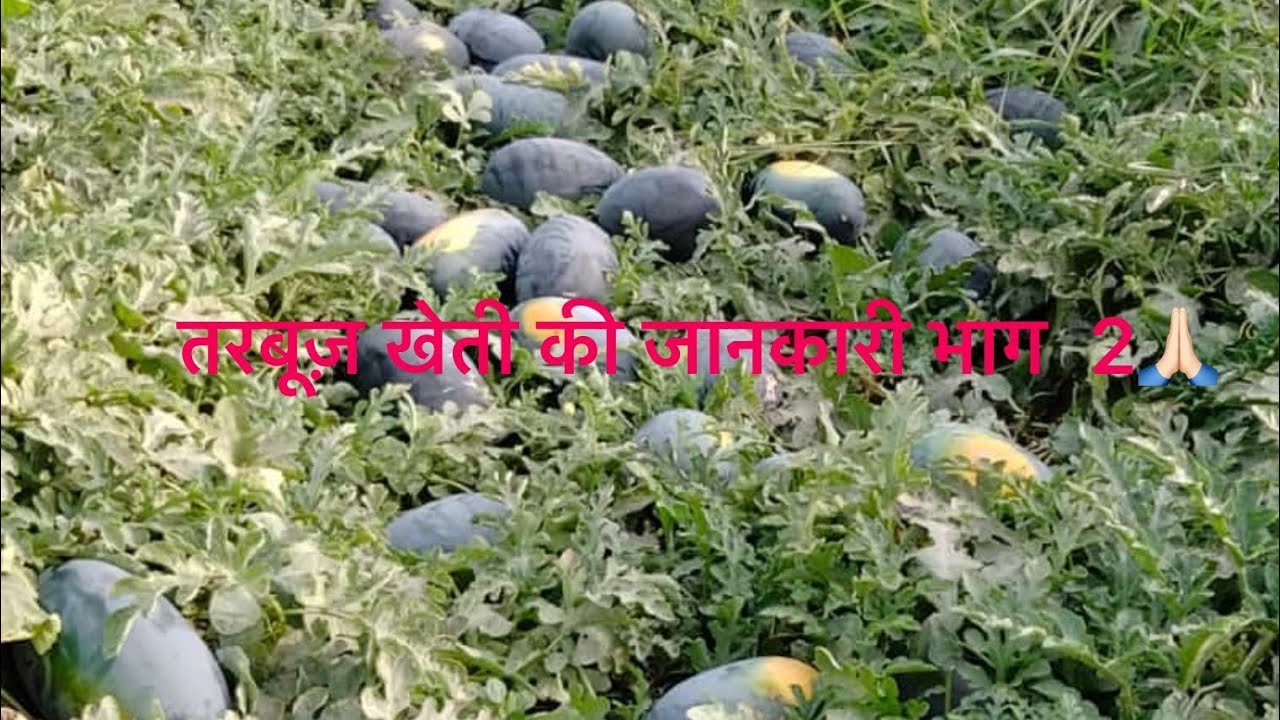 🍉🍉Tarbuj ke podhe #farminglife #farming #viral #@Mskfarms 🍉🍉 - YouTube
