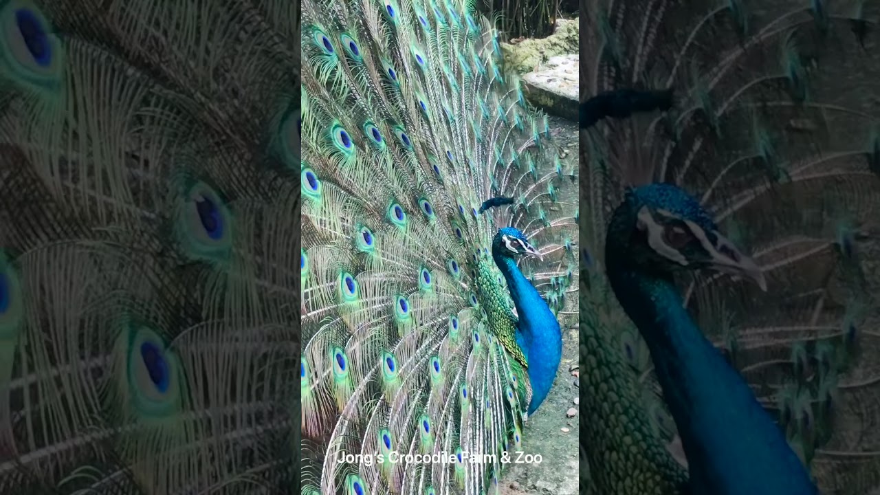 Peacock call / peacock sounds malaysia zoo - YouTube