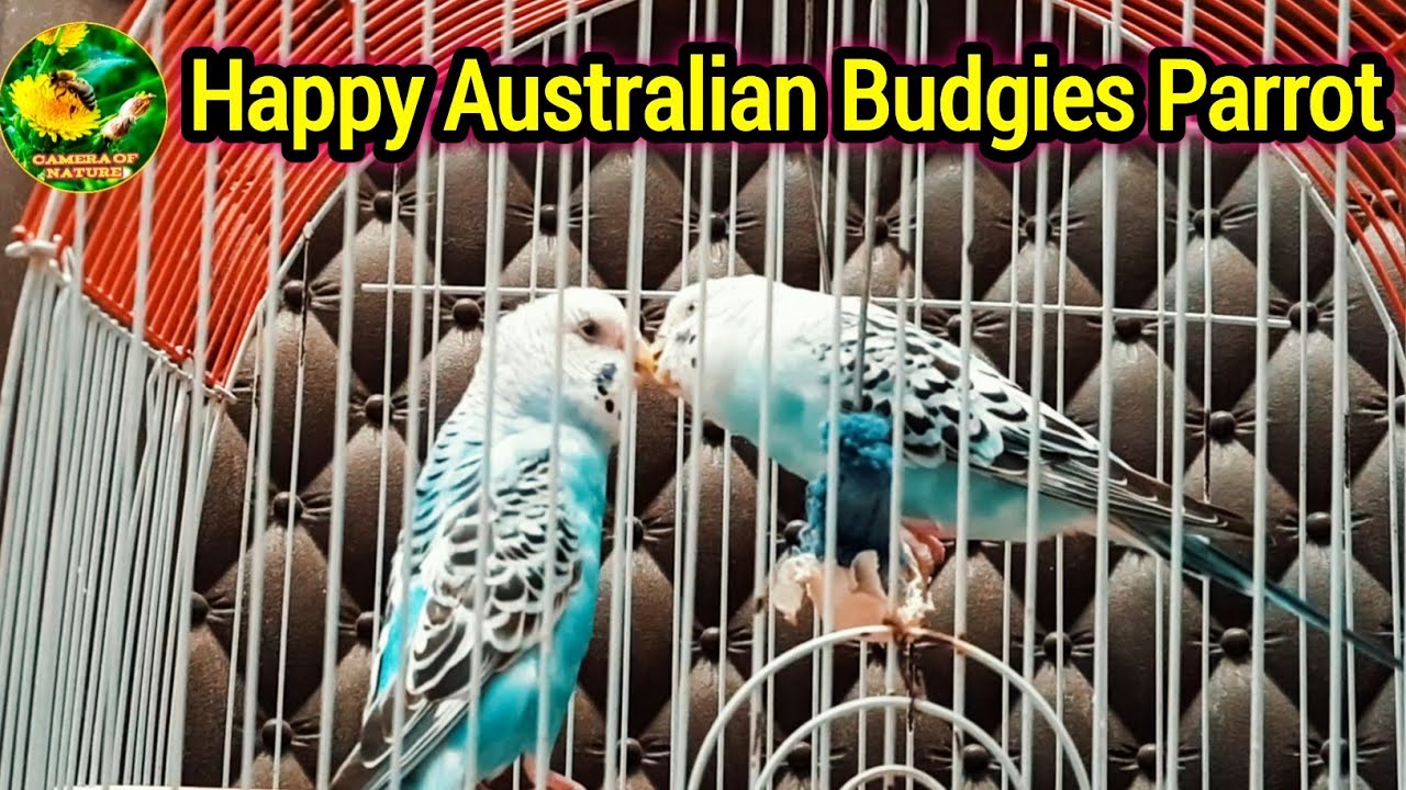Australian Budgies Parrot |Life of Budgies parrot in home | How to Your ...