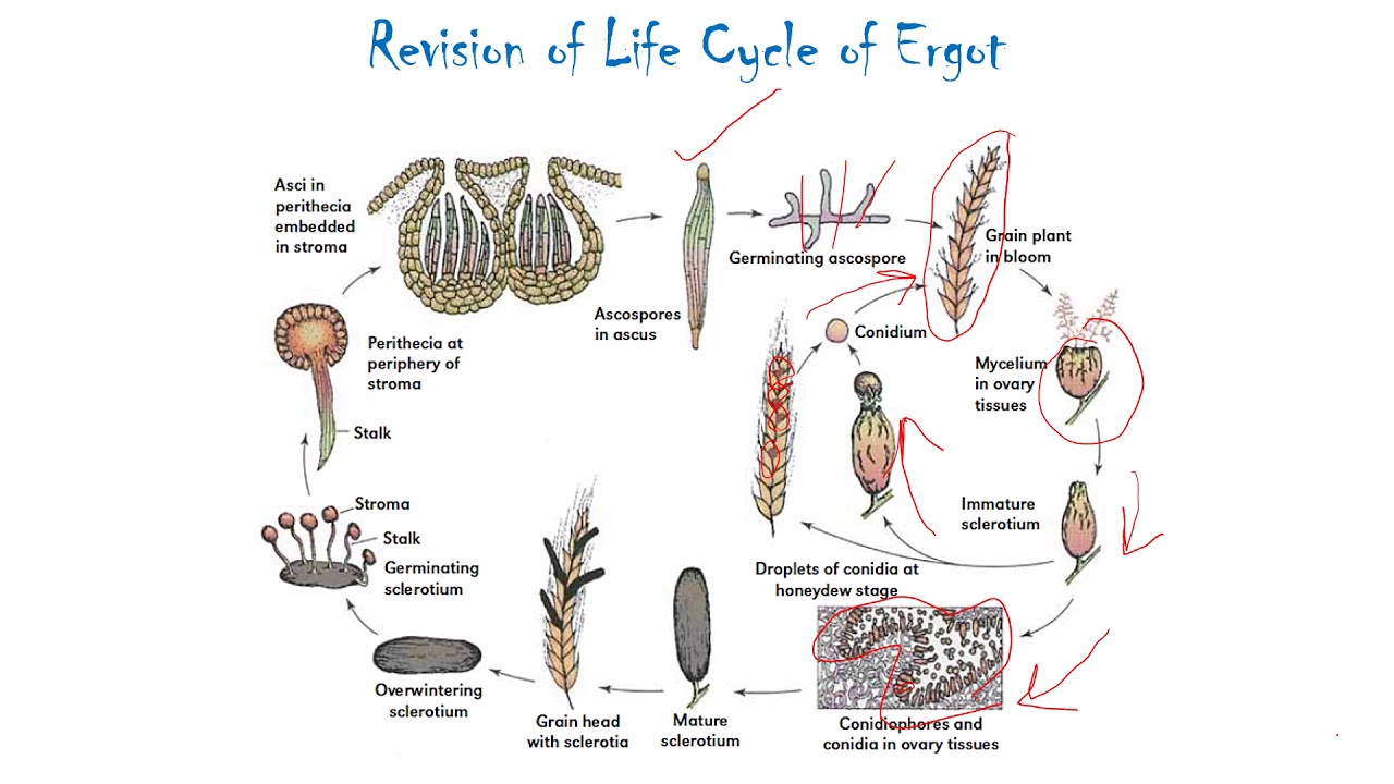 Life cycle of Ergot : a quick revision - YouTube
