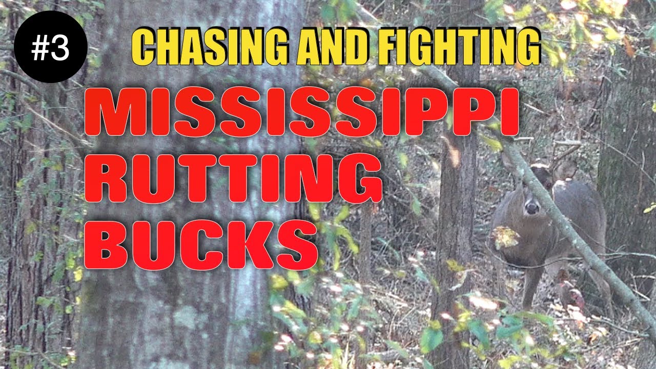 MISSISSIPPI RUTTING BUCKS CHASING AND FIGHTING - YouTube