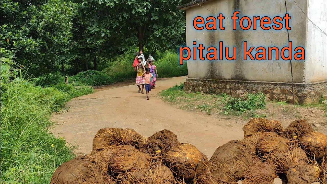 PITALU KANDA | We went to get the wild vegetable today - YouTube