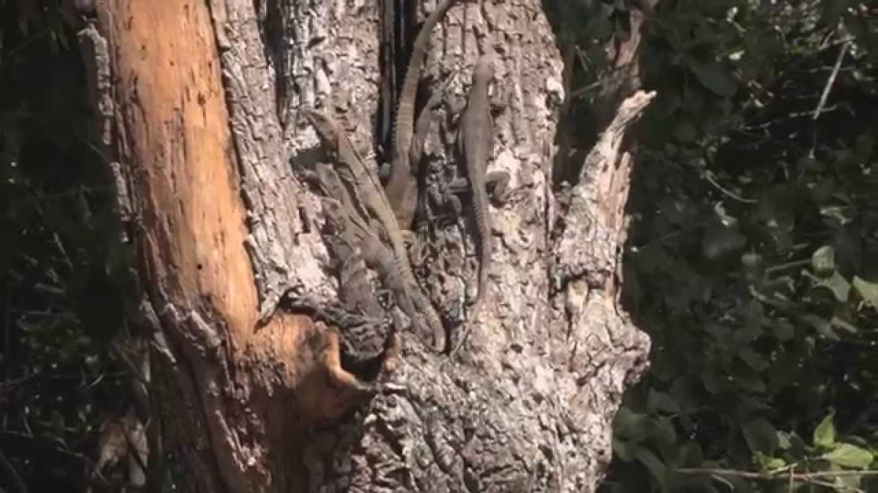 Shipstern behoud van een natuurgebied in Belize | Burgers' Zoo in de ...