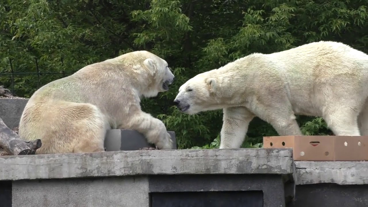 Gregor and Aleut the twin Polar Bears, in the morning at Warsaw Zoo ...