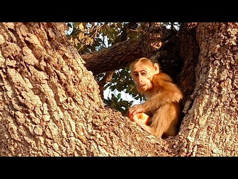 the sister monkey Janie sit on the tree eating apple 🍎🍎🍎🍎🍎 - YouTube