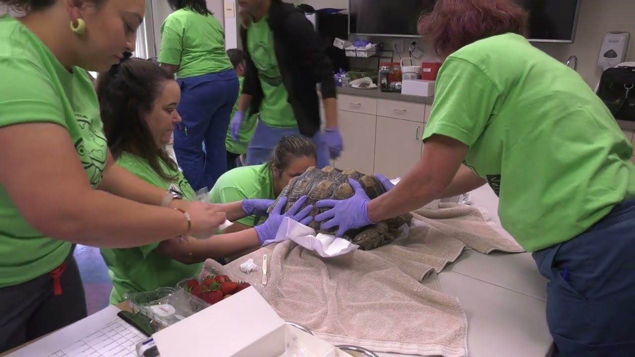 Microchipping Turtles & Tortoises for World Turtle Day! - YouTube