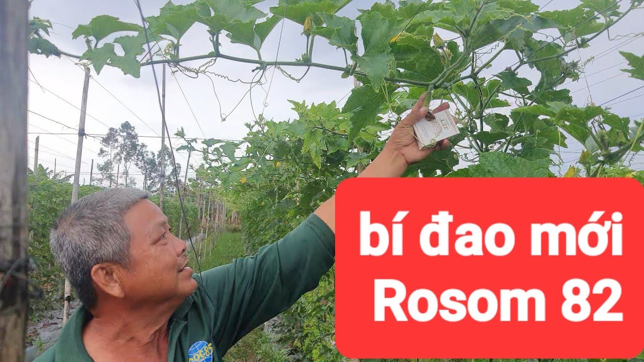 Bí đao siêu rộ trái sớm én vàng Rosom 82 @ThanhVuhg - YouTube