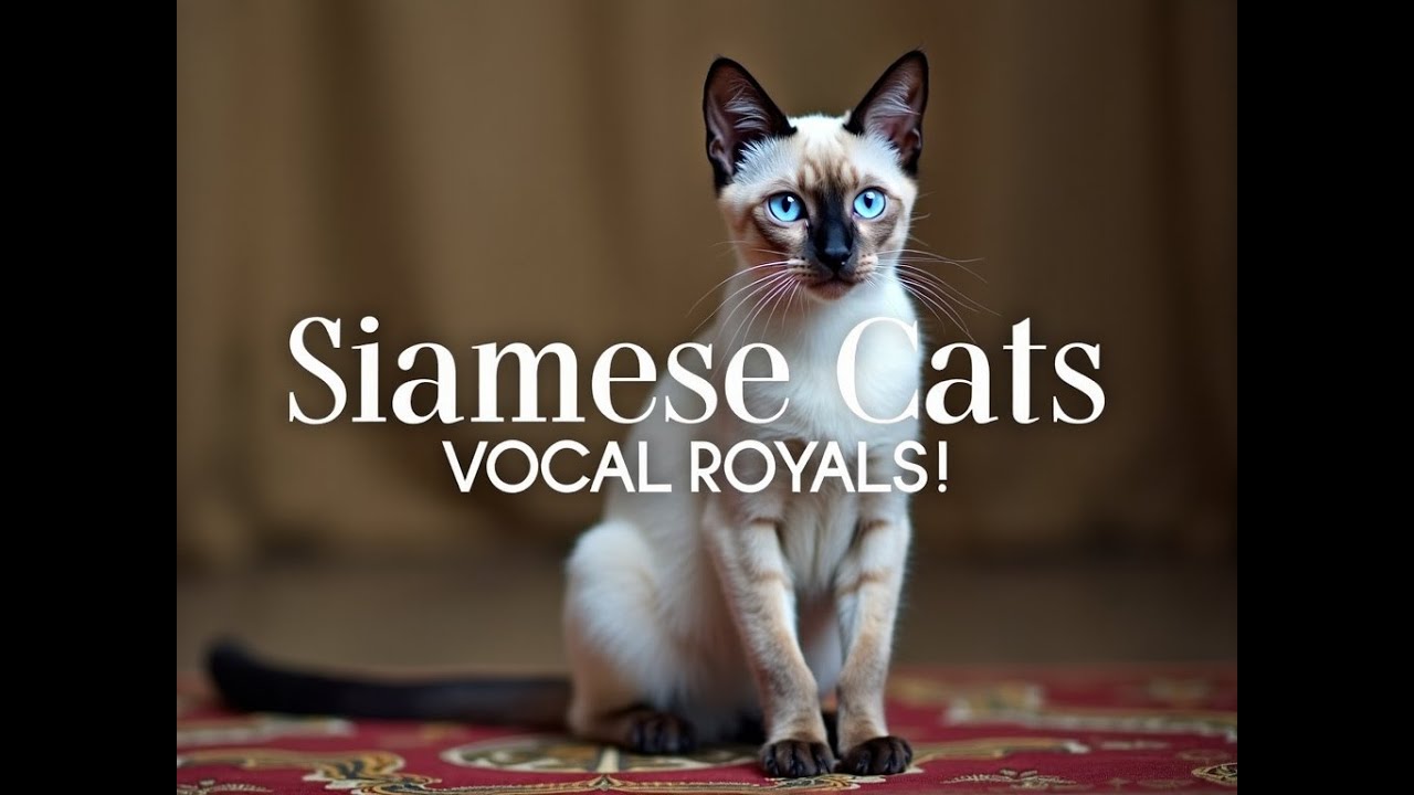 Episode 6: Siamese Cats - The Vocal Royals of the Feline World! 🐾 - YouTube