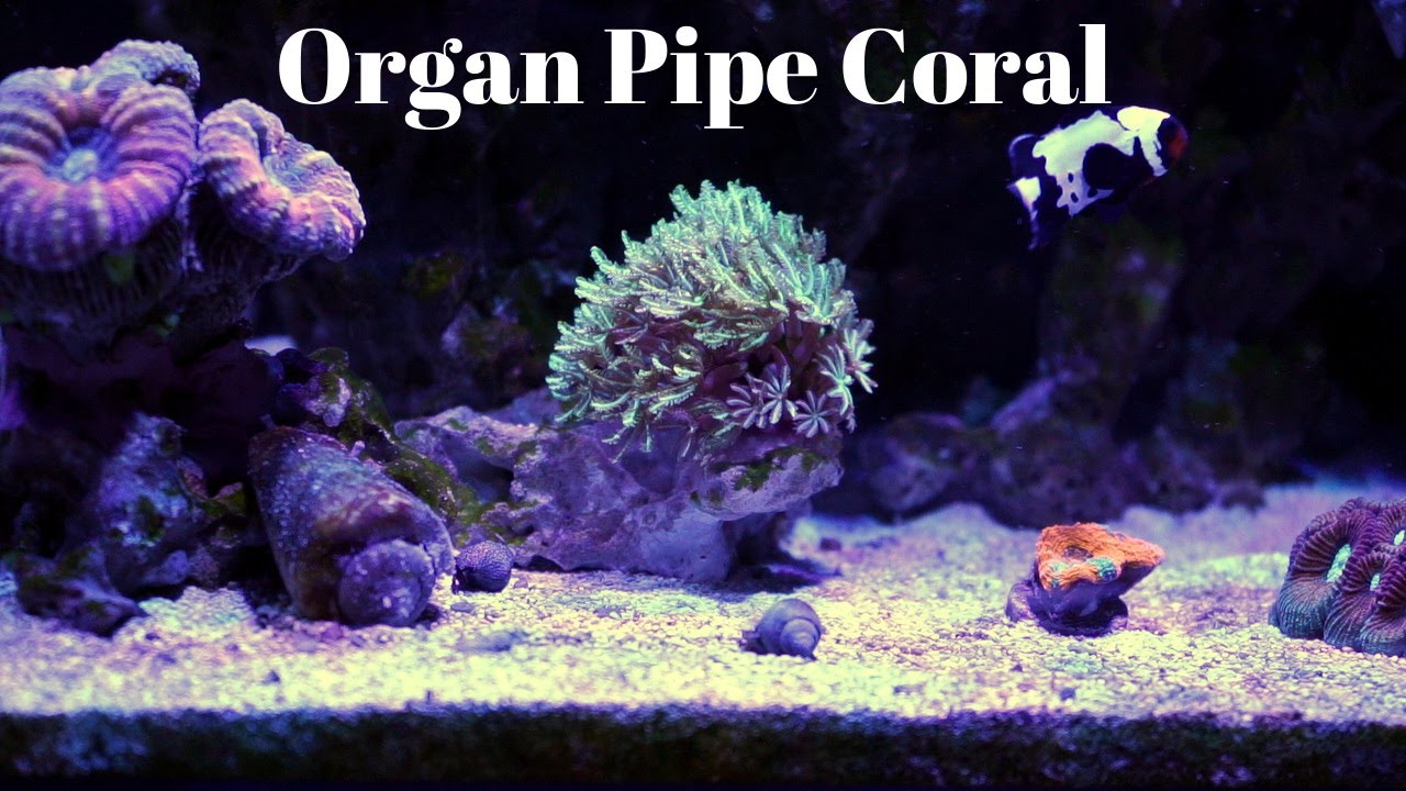 Organ Pipe Coral