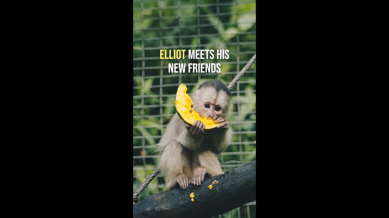 Orphaned capuchin Elliot meets his new friends - YouTube