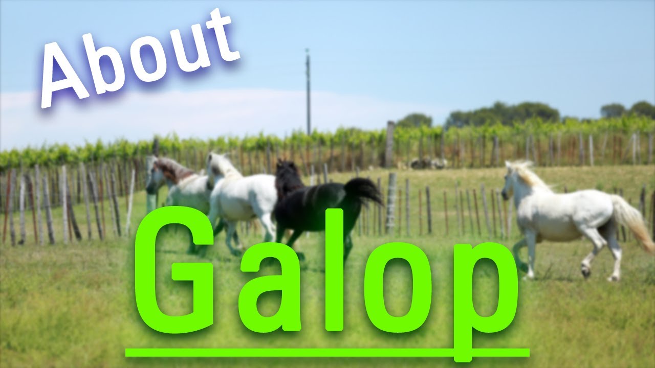 What is Galop? | How Does Galop Look? | How to Say Galop in English ...
