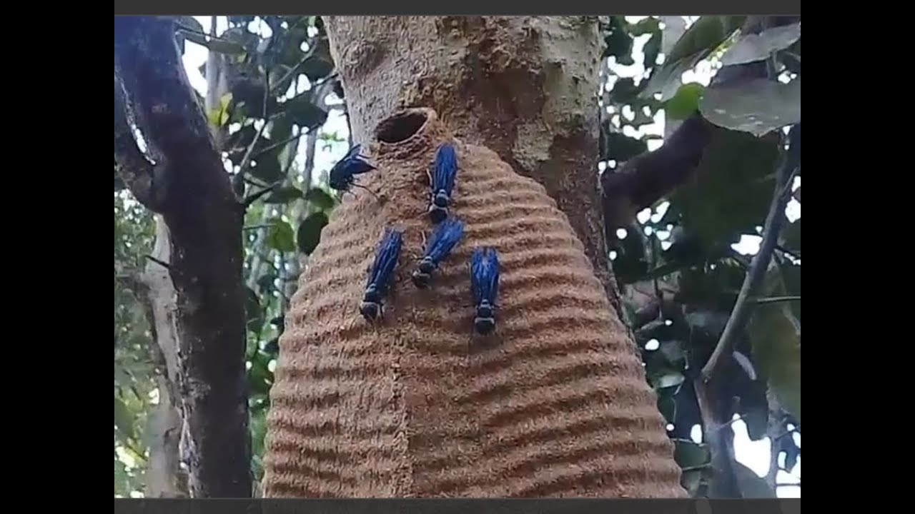 Avispas Peligrosas GUITARRERAS AZULES o matacaballos, construyendo ...