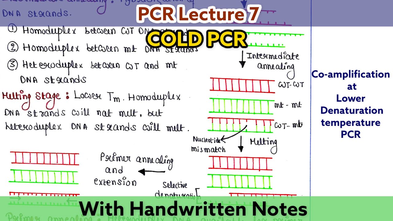 Cold PCR | Types of PCR | PCR Lecture 7 - YouTube