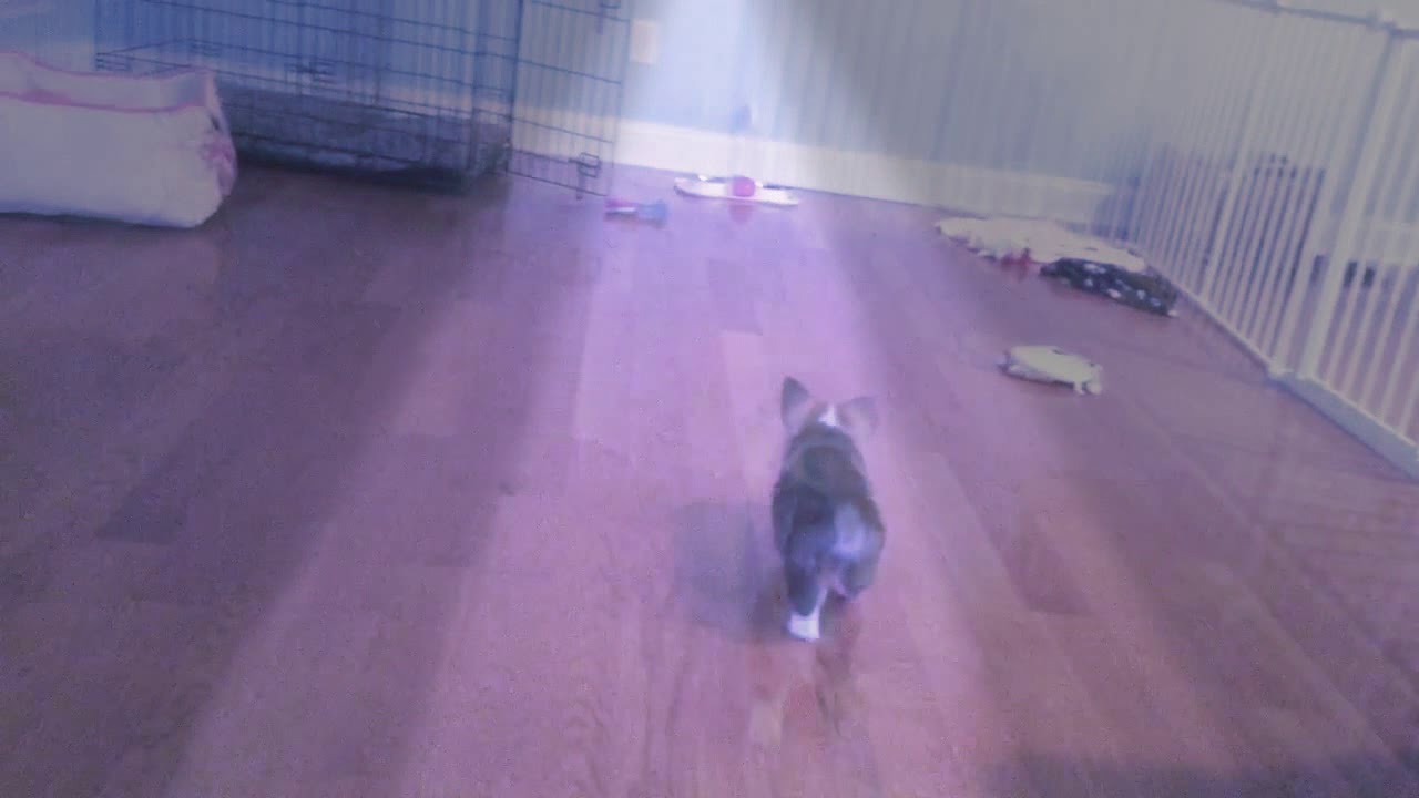 Corgi Dance Party - YouTube