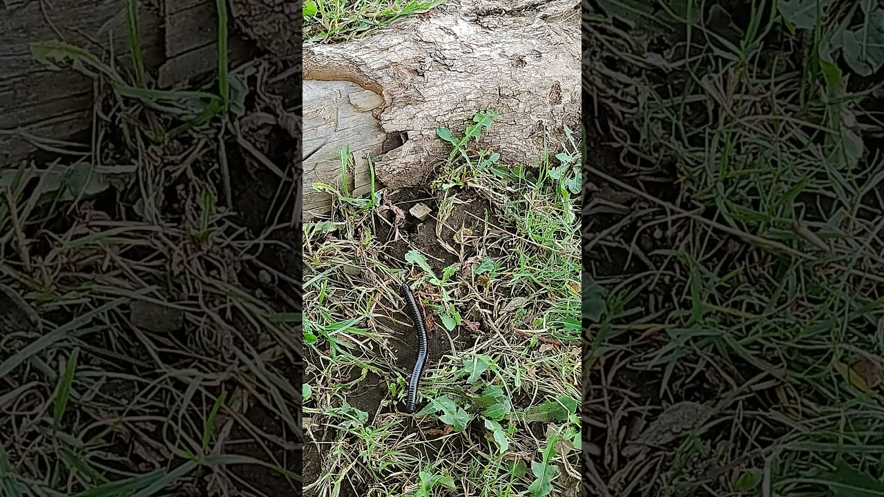 insect 100 feet - YouTube