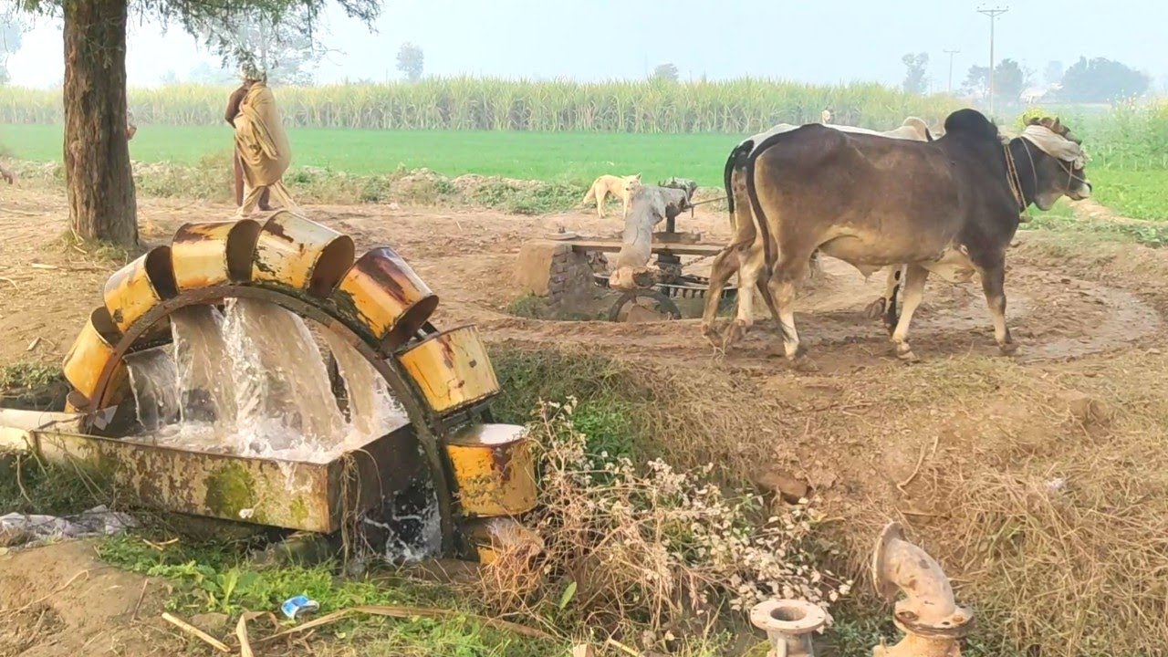 Traditional Irrigation Method of Canal Water Lifting With Bulls | Water ...