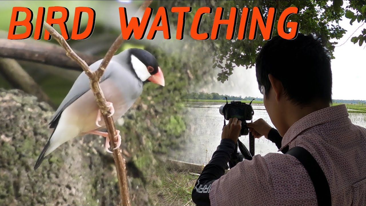 Bird watching | Mga ibon sa aming probinsya - YouTube