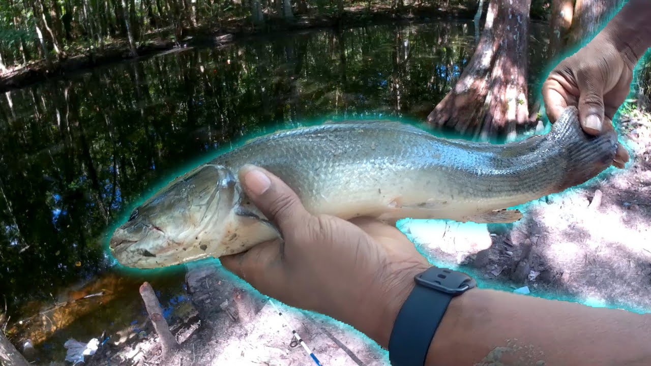 choupique fishing (bowfin) | deadwood - YouTube
