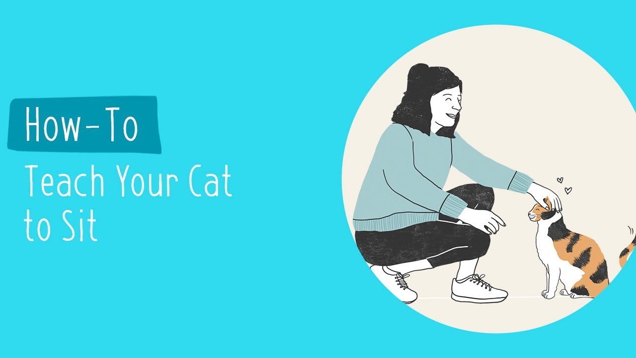 Teach Your Cat to Sit | Pet Parenting 101 - YouTube