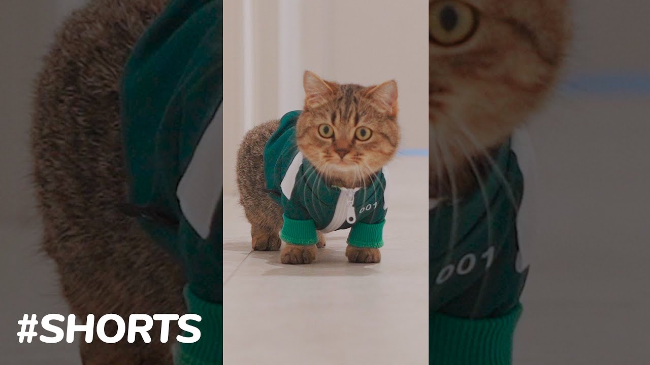 Muchinkin Cat Tap Dance🤣 #memes #meme #funny - YouTube