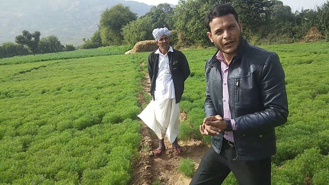Jeera farming organic prom - YouTube