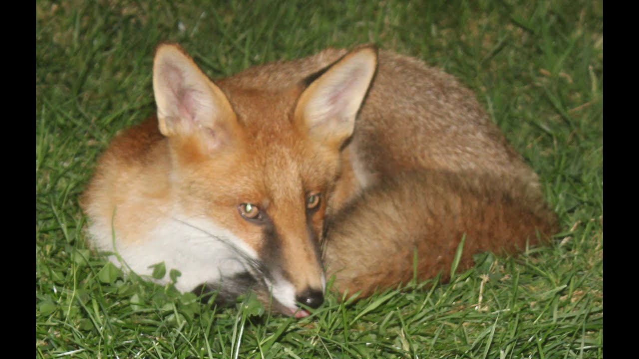 Fox Photo Highlights August 2021 13 - YouTube
