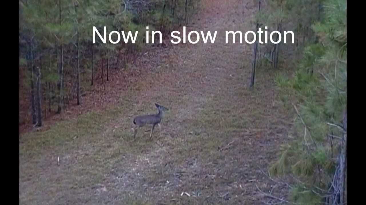 Bow hunt deer slow motion kill shot - YouTube