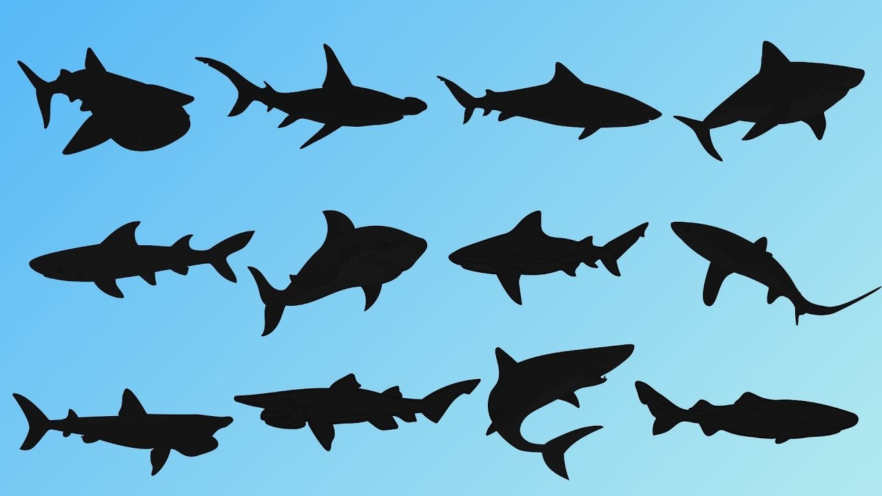 Guess the Shark Shadow Quiz | Fun Shark Game for Kids | Can You Name ...