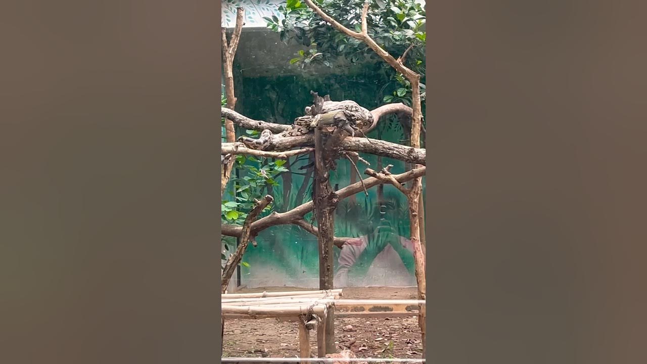 Python in Tiger zoo and Safari, Shivamogga |#python #tiger #zoo #safari ...