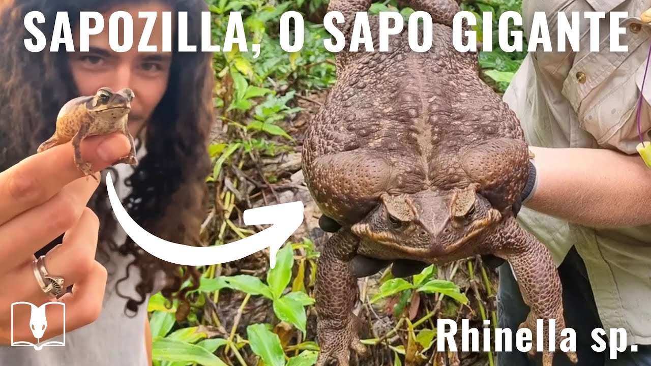 Dreherlogia - SAPO VENENOSO! Xixi de sapo boi, cega? Como funciona o ...