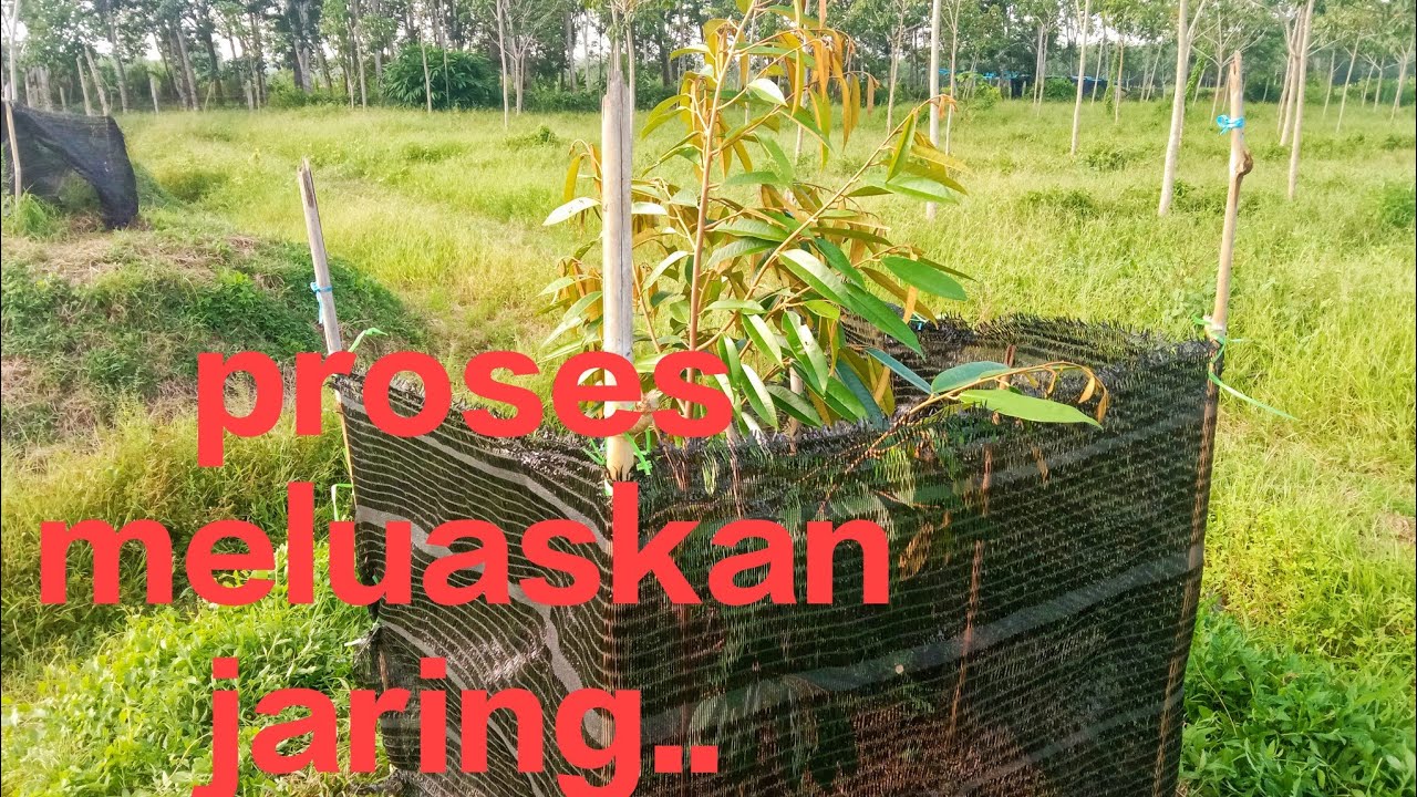 proses meluaskan jaring pelitup pokok durian musang king.. - YouTube