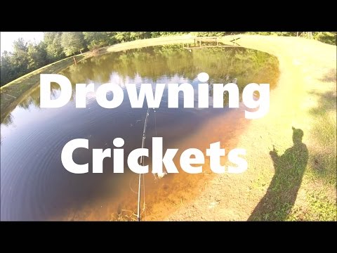 Can You Drown Crickets In Water