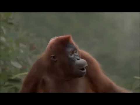Comedy monkey status video