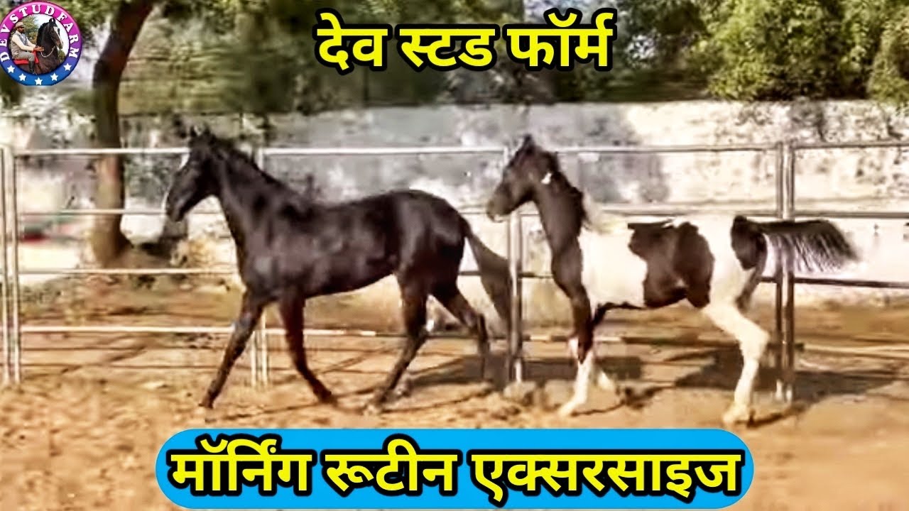 HORSE ROUTINE EXERCISE || DEV STUD FARM - YouTube