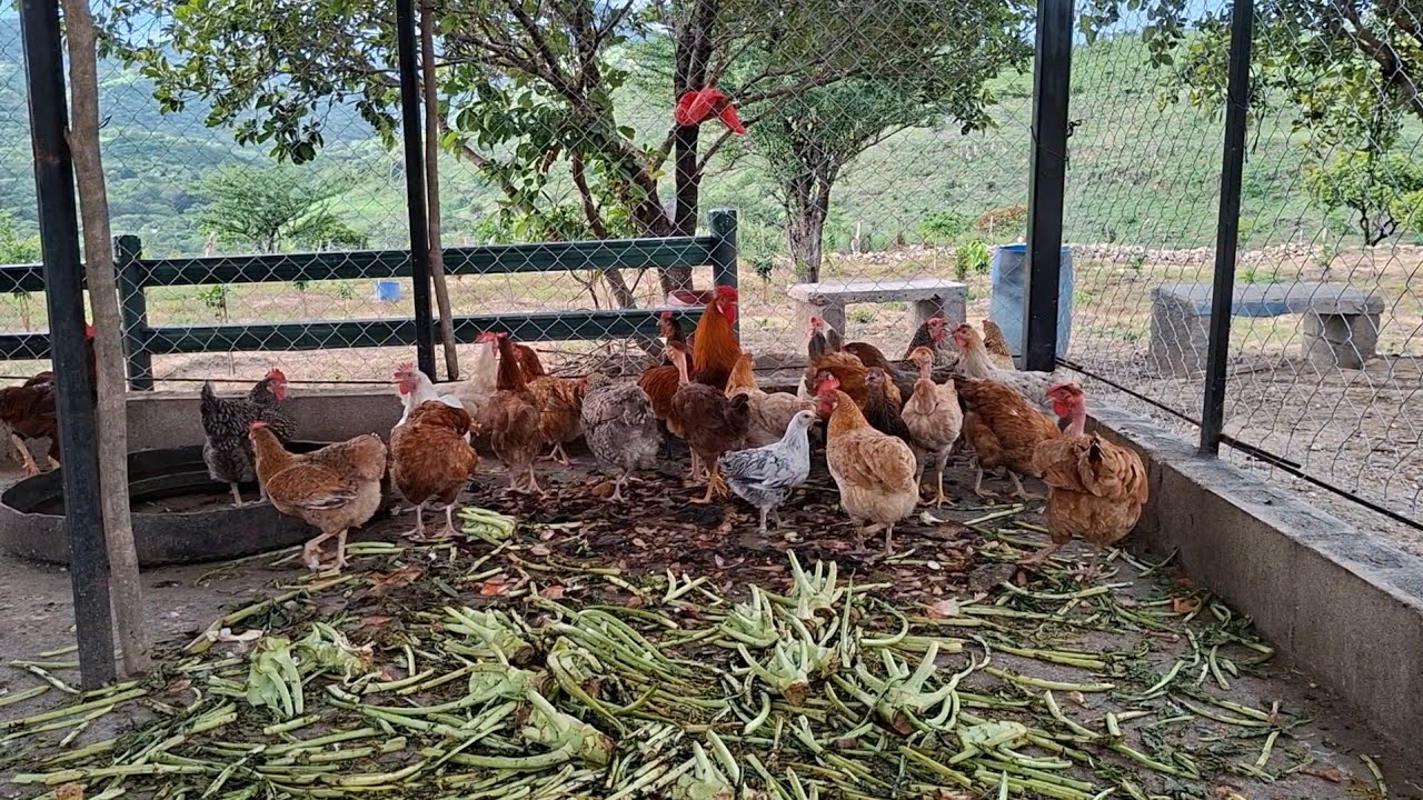 Rancho Donde Venden Gallinas