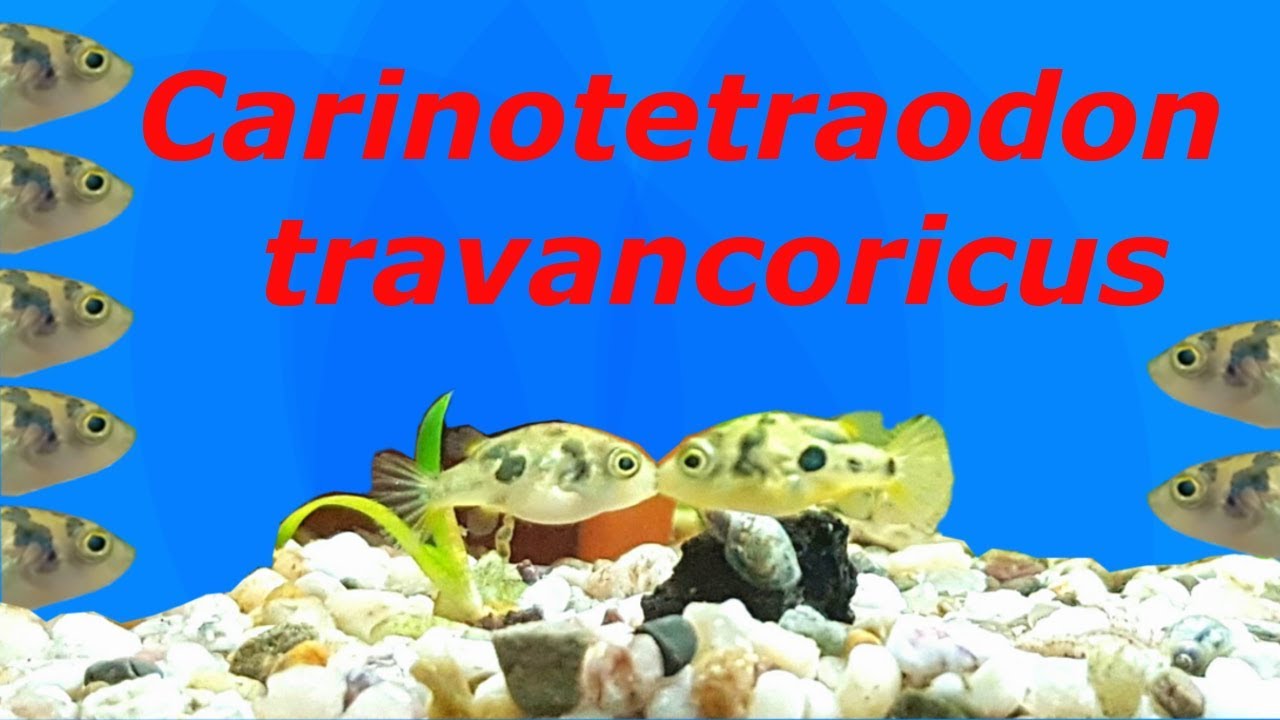 How to keep Dwarf puffer fish // Carinotetraodon travancoricus - YouTube