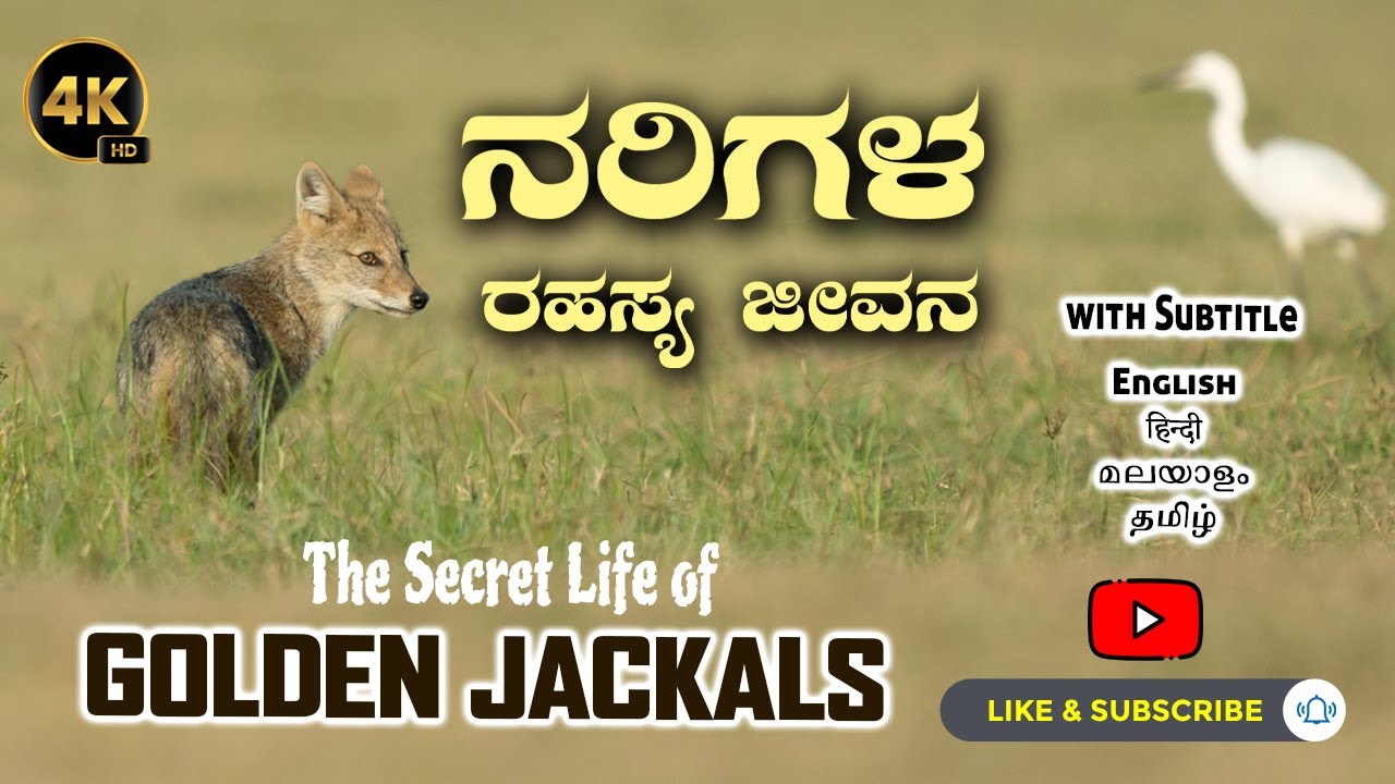 Golden Jackals in Urban Environments | ನರಿಗಳ ರಹಸ್ಯ ಜೀವನ #golden #jackal ...