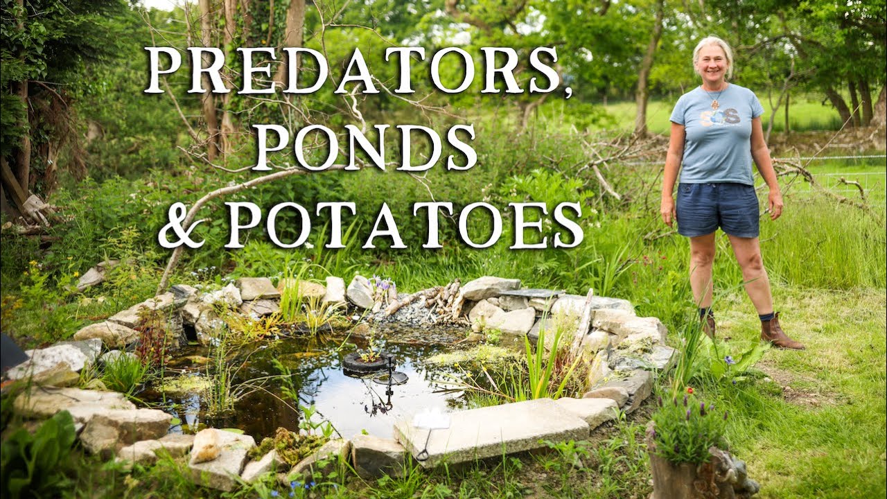Predators, Ponds and Potatoes - YouTube
