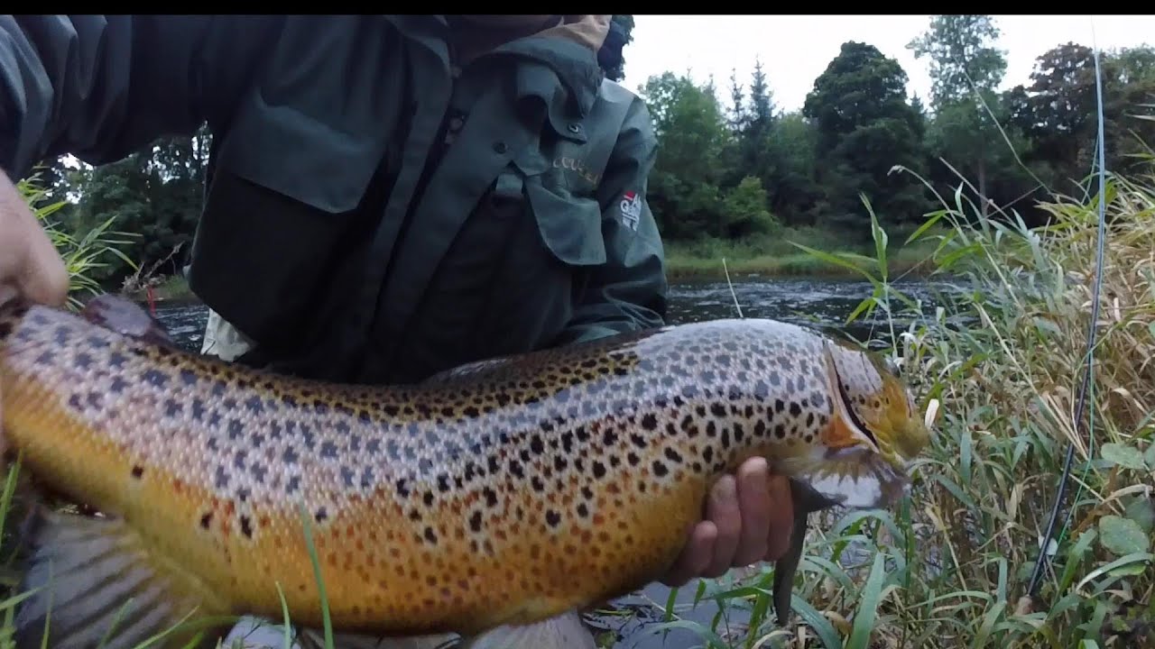Trout Of A Thousand Years ..The (Buddagh) Wild Dollaghan BrownTrout ...