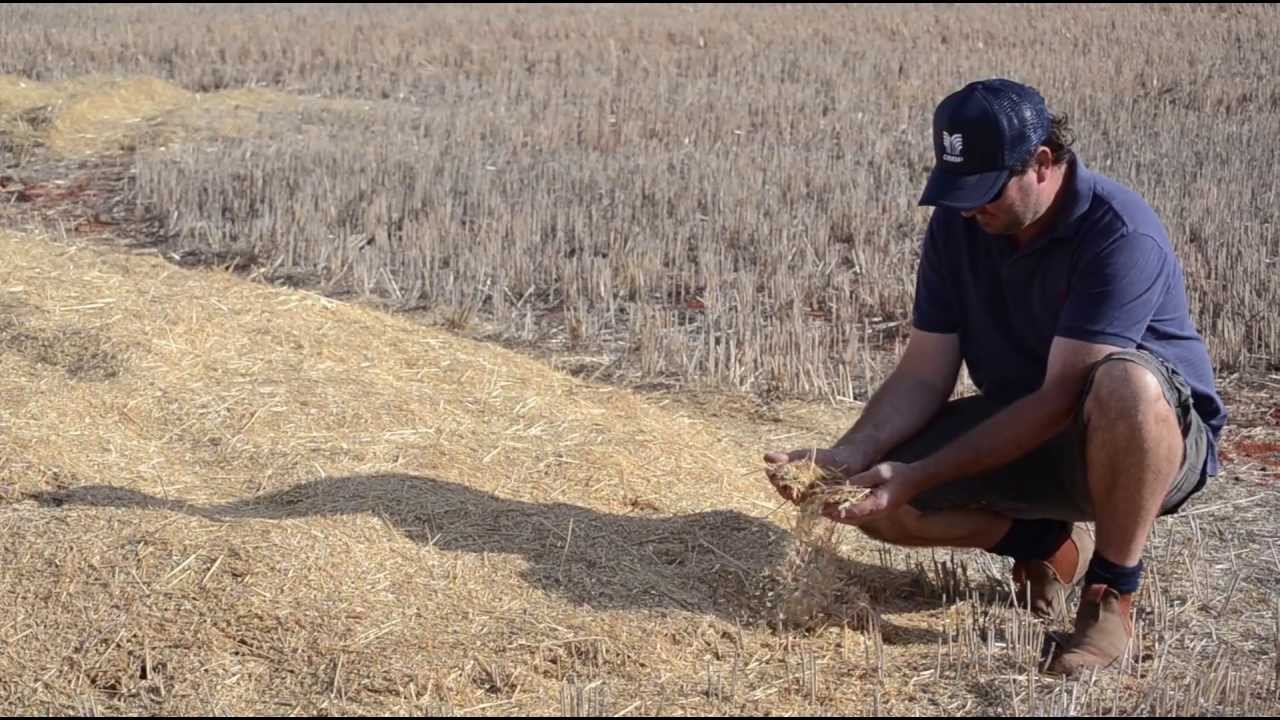 Over the Fence West: Chaff cart key part of plan to eradicate weeds ...